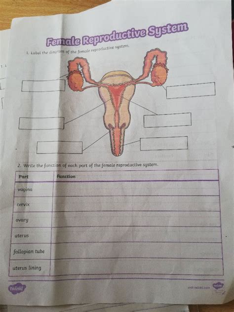 Label The Diagram Of The Female Reproductive System Write The Function O