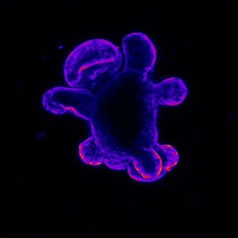 Stemnest Lab Stem Cell Niche In Development And Disease Inem