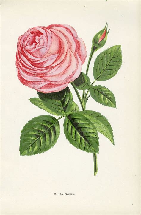 Jamain Rose Prints 1873 Antique Botanical Print Botanical Prints