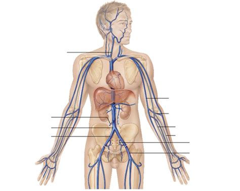 Veins Of The Upper Body Diagram Quizlet