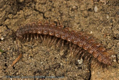 The Nhbs Guide To Uk Centipedes And Millipedes Hoopoe A Blog By Nhbs
