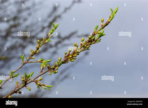 Budding Buds On A Tree Branch In Early Spring Macro Early Spring A Twig On A Blurred