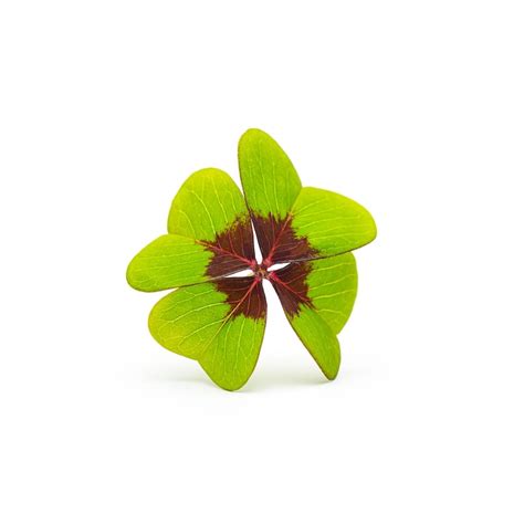 Kleeblatt Blume Png Bilder Kostenloser Download Auf Freepik