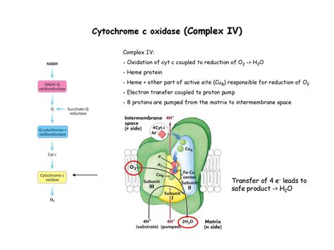 Oxidačná Fosforylácia Ppt Download
