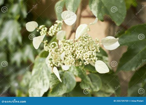 The Hydrangea Macrophylla Which It Bloomed In Early Summer And Has