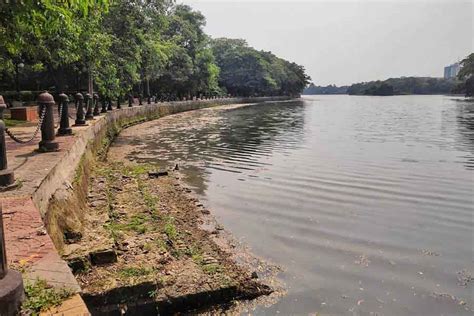 Kolkata News Water Level Dips At Rabindra Sarobar Fallen Tree And
