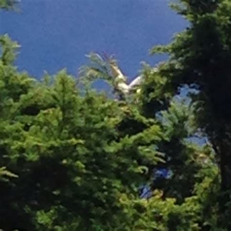 Grey Heron Project Noah