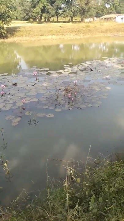 Nilumbo Kamal Youtube