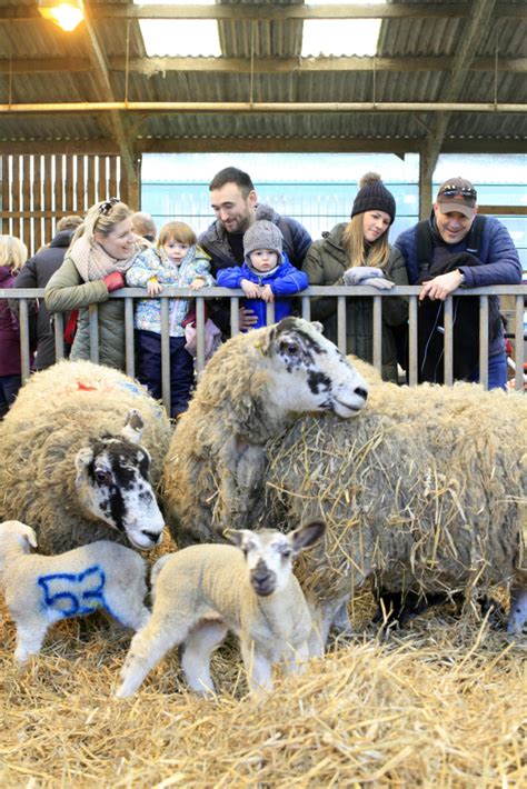 Families Flock To Bigger And Better Reaseheath Lambing Weekends Reaseheath College