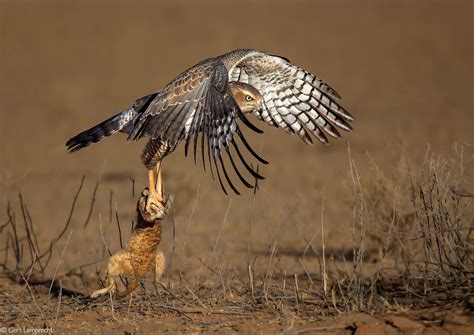 Meerkat Vs Bird