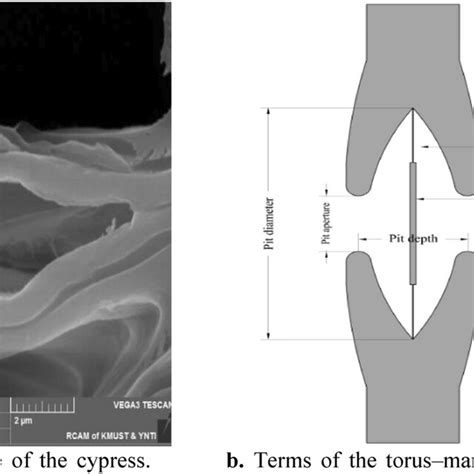 A Pit Structure Of The Cypress B Terms Of The Torus Margo Bordered Download Scientific