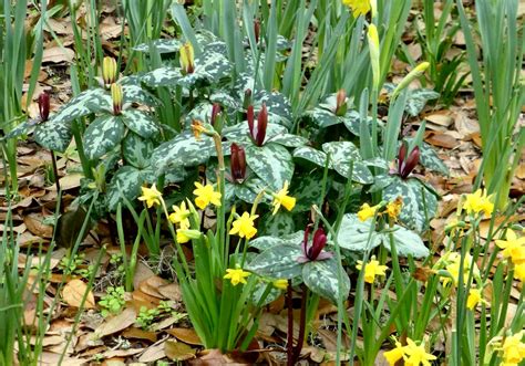 Going Native In The Garden Here Are 10 Little Known Bulbs To Plant Now