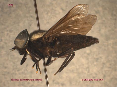 Tabanus