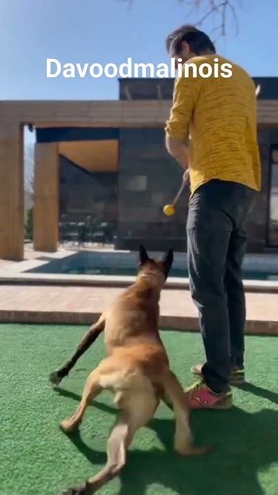 بلژین مالینویز Belgian Malinois Youtube