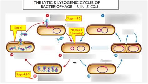 Diagram Of Lytic And Lysogenic Cycle Quizlet