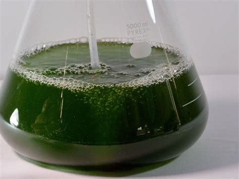 Algae Can Produce Electricity Concordia Researchers Find Montreal Gazette