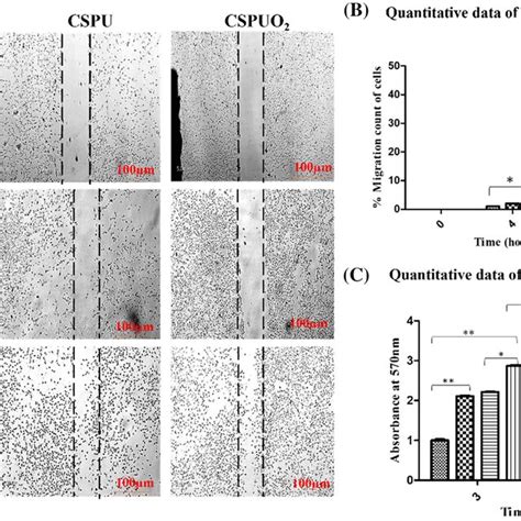 Assessment Of Migration Of Cells In Vitro A Images Were Taken By Download Scientific Diagram