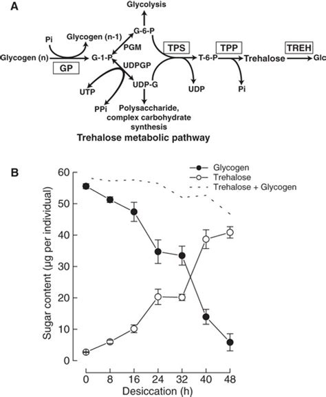 Schematic Representation Of The Trehalose Metabolic Pathway A And