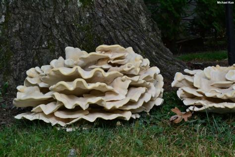 Bondarzewia Berkeleyi Mushroomexpert Com