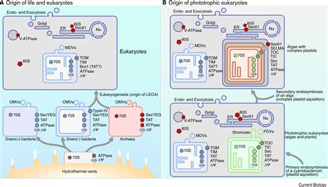 Membranes And Evolution Current Biology
