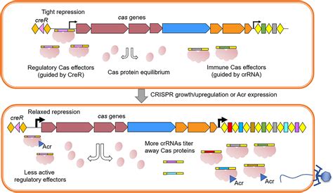Widespread Rna Based Cas Regulation Monitors Crrna Abundance And Anti