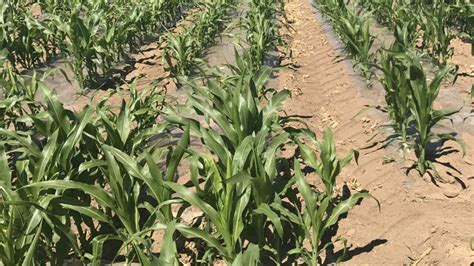 2 Genetically Modified Maize Crops Approved For Food And Feed