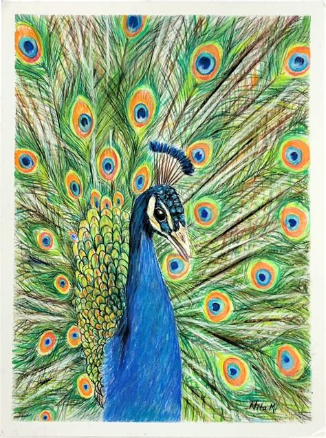 Beautiful Peacock Drawing With Colour