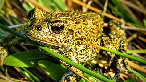New Species Of Toad Discovered In Us For 1st Time In 50 Years