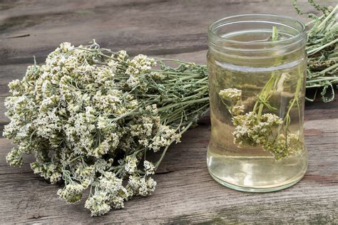 LieČivÝ MyŠÍ Chvost Hura Do Záhrady