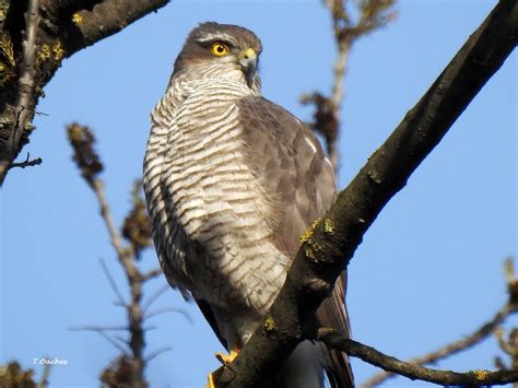 Pasari Din Romania Uliu Pasarar 1 Accipiter Nisus