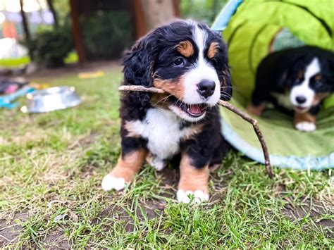 Bernese Mountain Dog Breed Information Manypets Manypets
