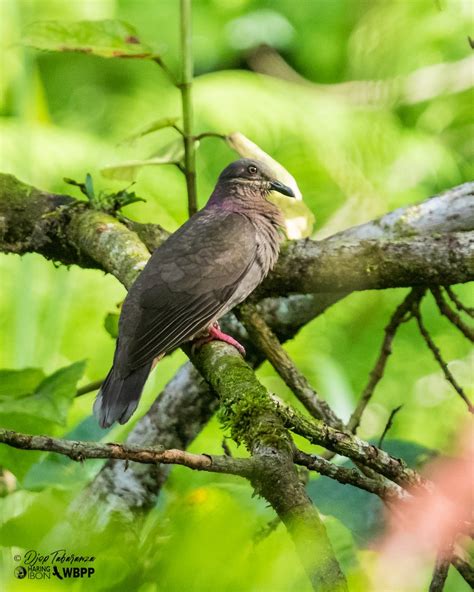 Ebird Checklist 25 Feb 2021 Little Baguio Infanta 33 Species