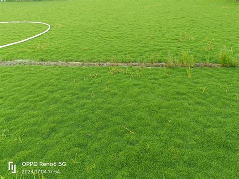 Light Green Korean Grass At Rs 6 In North 24 Parganas Id 7471658
