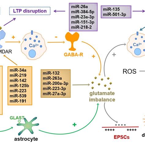 Tnf α Induces Ampar And Nmdar Expression Increases Neuronal Ca²