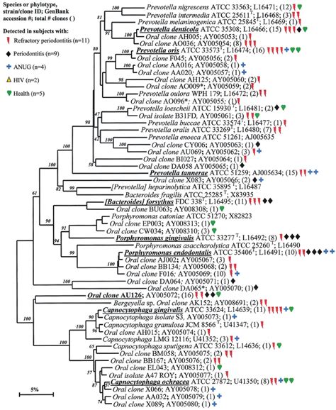 Phylogenetic Tree Of The Phylum Bacteroidetes Identified From Clone