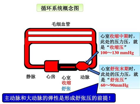 影响血压的因素及其调节word文档在线阅读与下载免费文档