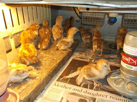 Size For Brooder Box And Depth Backyard Chickens Learn How To Raise Chickens