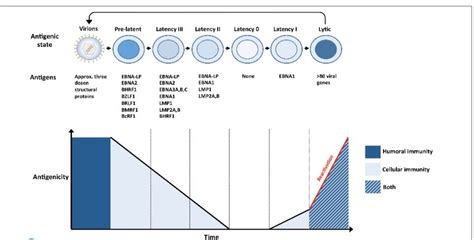 How Ebv Affects Immune Response Timothy Allen Md Phd Posted On The
