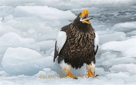 Stellers Sea Eagles Hokkaido Photo Workshop Tour Japan Dreamscapes