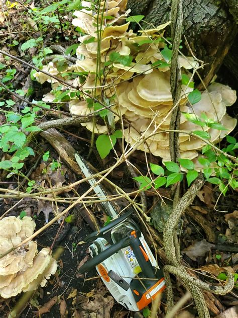 Black Staining Polypore Rmycology