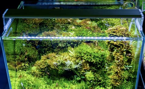 Best Led Aquarium Lighting For Plants Australia At Richard Terrill Blog