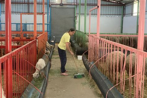 Orf Contagious Pustular Dermatitis