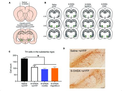 Bidirectional Regulation Of Subthalamic Nucleus In Dopamine In Pd