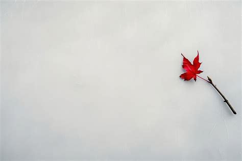 Maple Tree Backgrounds Maple Plant Free Photo Rawpixel