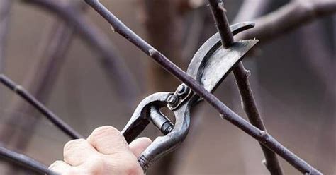 Calendar Intro To Fruit Tree Pruning Agrinews