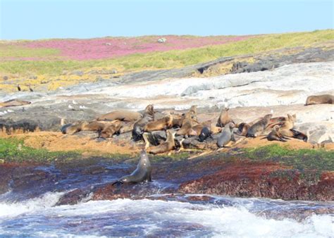 Discover The Beauty Of Montagu Island And Snorkel With Fur Seals