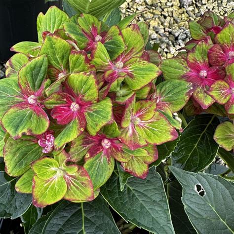 Hydrangea Macrophylla ‘pistachio Piedmont Carolina Nursery