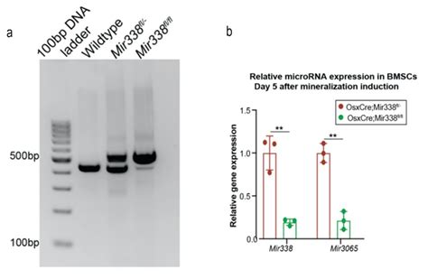 Mir338 Fi Fi小鼠 武汉珞宾生命科技有限公司