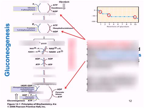 Last Steps Of Gluconeogenesis Substrates Diagram Quizlet