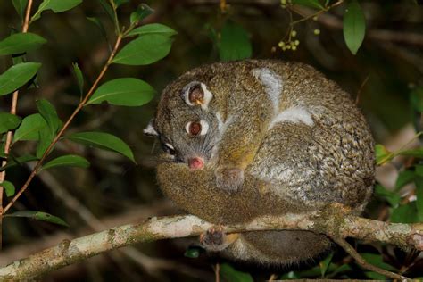 The Green Ringtail Possum Is Chonky Australian Geographic